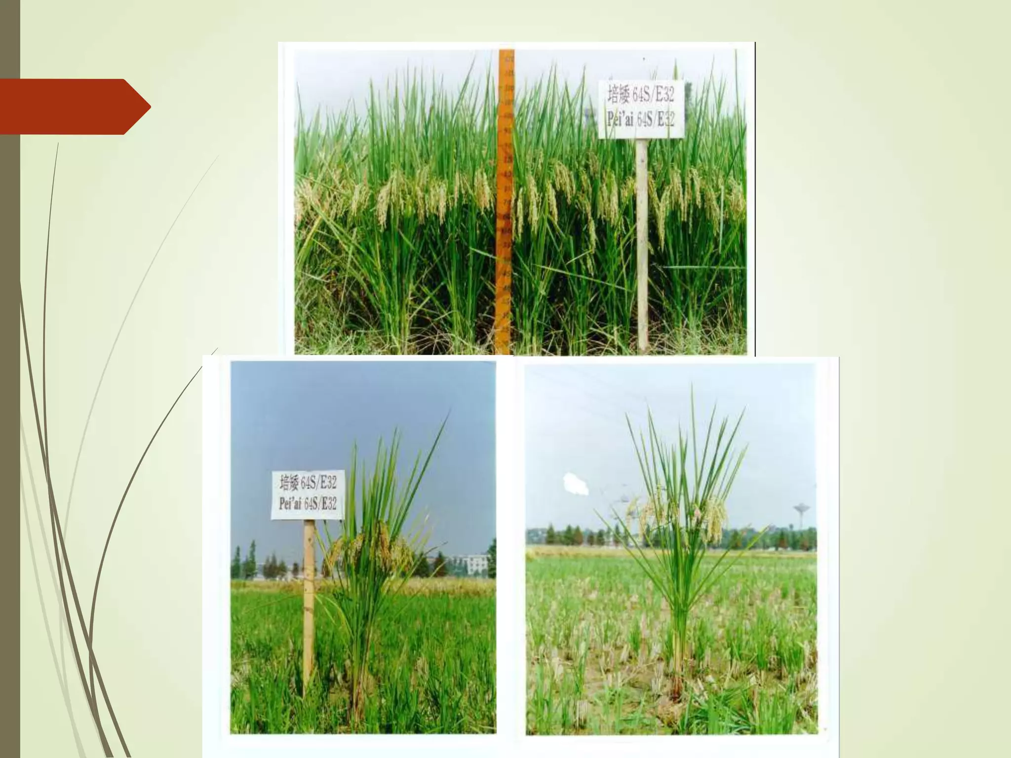 Hybrid_Rice_Breeding_&_Seed_Production.ppt