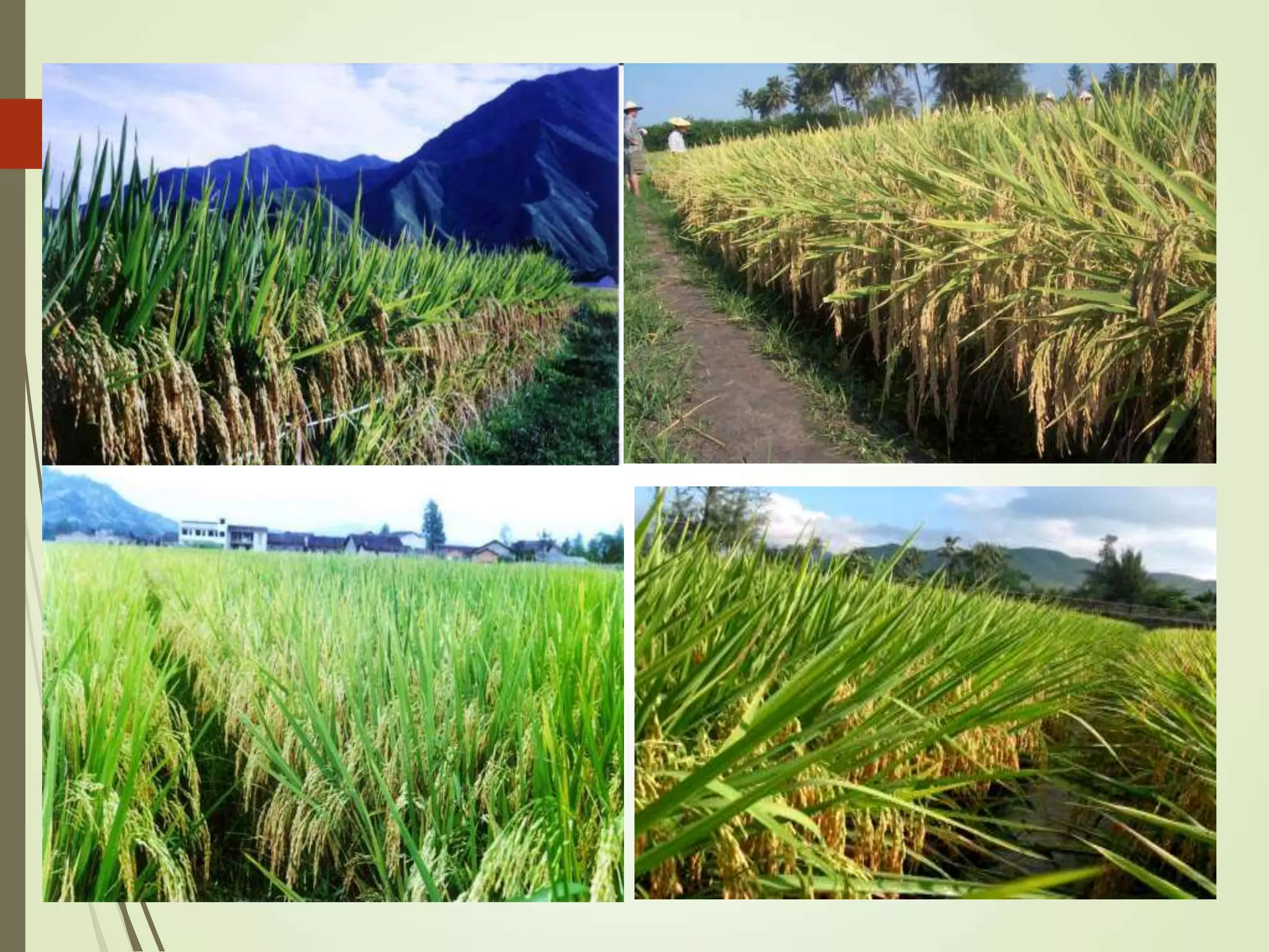 Hybrid_Rice_Breeding_&_Seed_Production.ppt