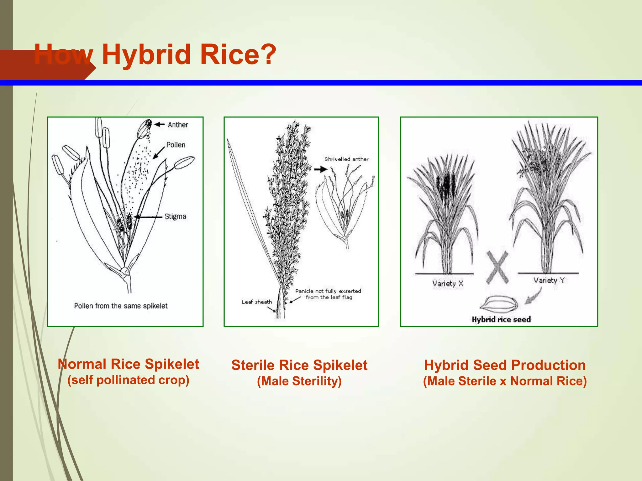 Hybrid_Rice_Breeding_&_Seed_Production.ppt