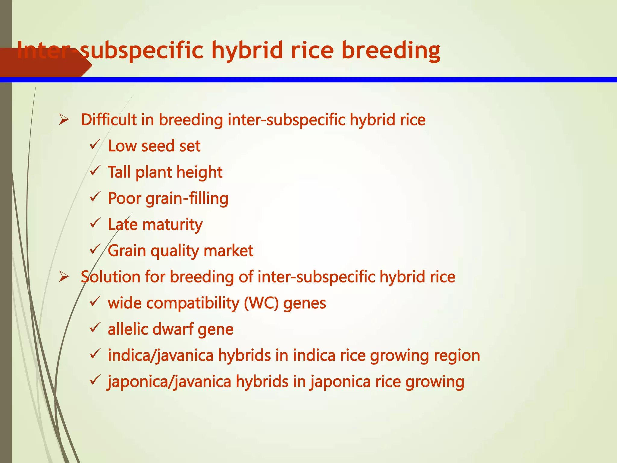 Hybrid_Rice_Breeding_&_Seed_Production.ppt