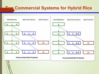 Hybrid_Rice_Breeding_&_Seed_Production.ppt