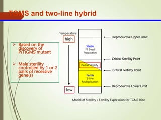 Hybrid_Rice_Breeding_&_Seed_Production.ppt