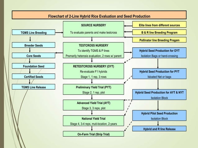 Hybrid_Rice_Breeding_&_Seed_Production.ppt