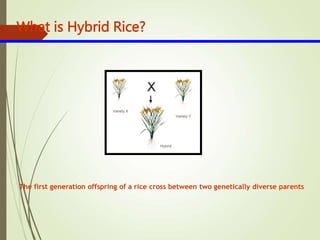 Hybrid_Rice_Breeding_&_Seed_Production.ppt