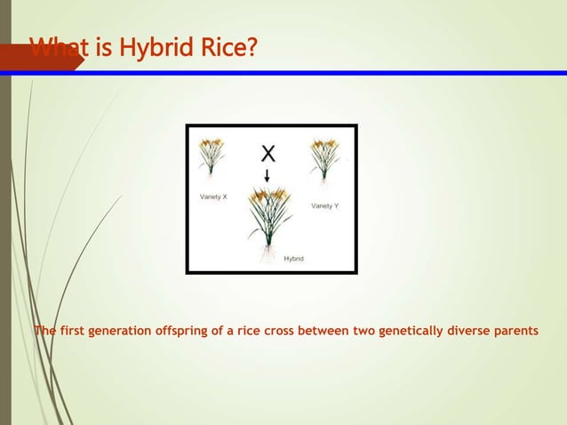 Hybrid_Rice_Breeding_&_Seed_Production.ppt