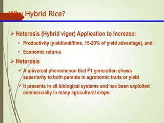 Hybrid_Rice_Breeding_&_Seed_Production.ppt