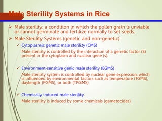 Hybrid_Rice_Breeding_&_Seed_Production.ppt