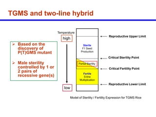 Hybrid_Rice_Breeding_Seed_Production.ppt