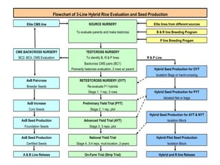 Hybrid_Rice_Breeding_Seed_Production.ppt