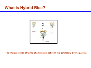 Hybrid_Rice_Breeding_Seed_Production.ppt