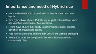 Hybrid rice development and prospects (1) | PPTX