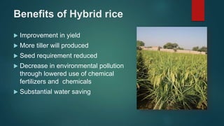 Hybrid rice development and prospects (1) | PPTX