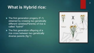 Hybrid rice development and prospects (1) | PPTX