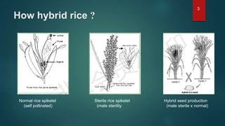 Hybrid rice development and prospects (1) | PPTX