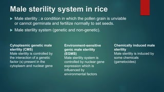 Hybrid rice development and prospects (1) | PPTX