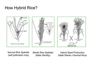 Hybrid rice development in pakistan | PPTX