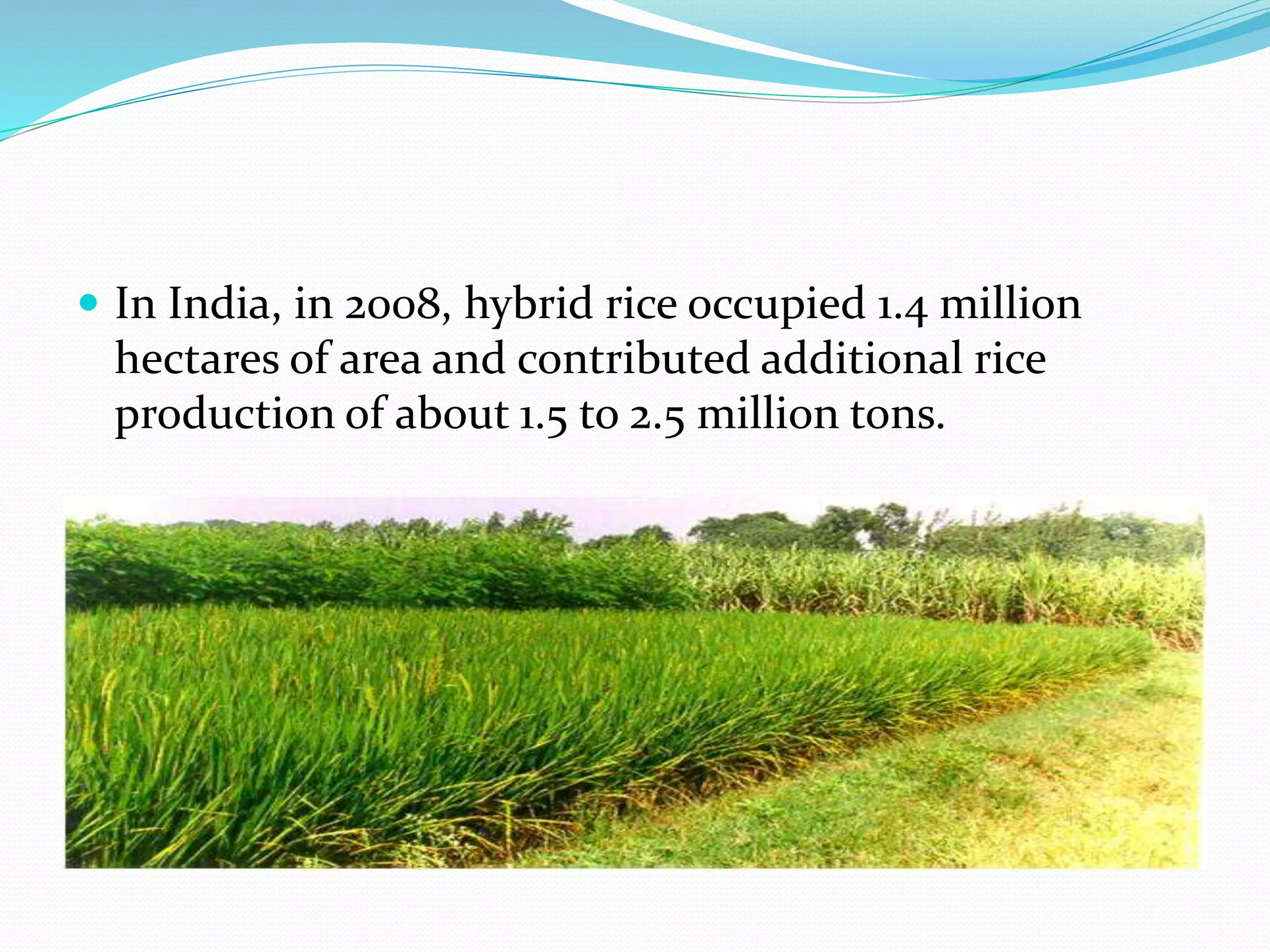 Hybrid rice presentation | PPTX