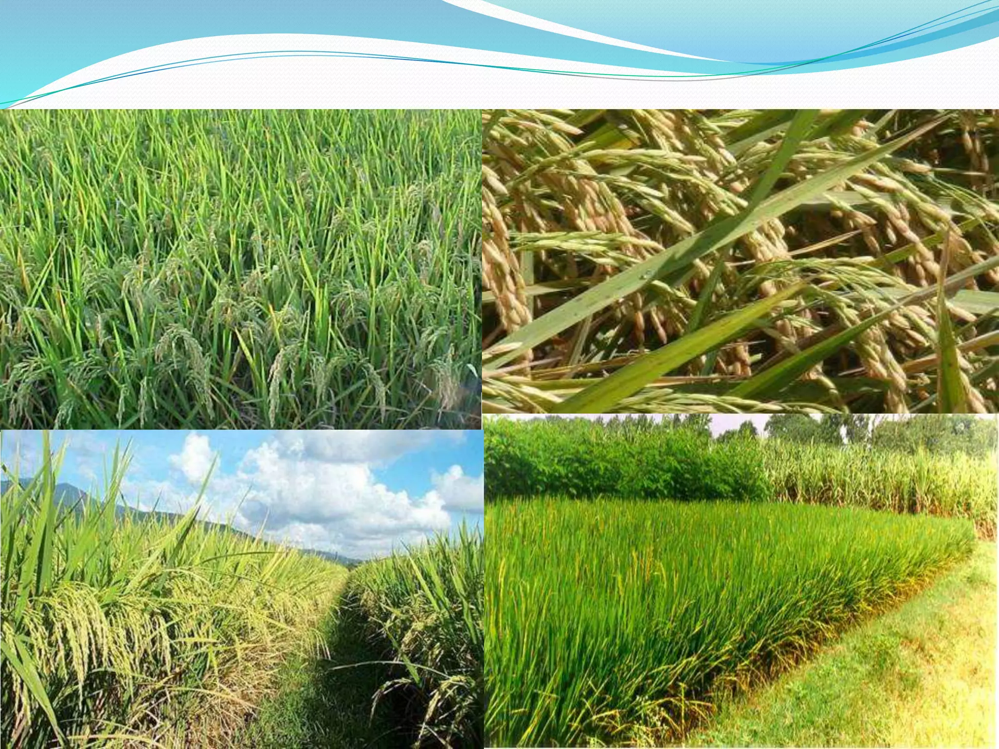 Hybrid rice presentation | PPTX