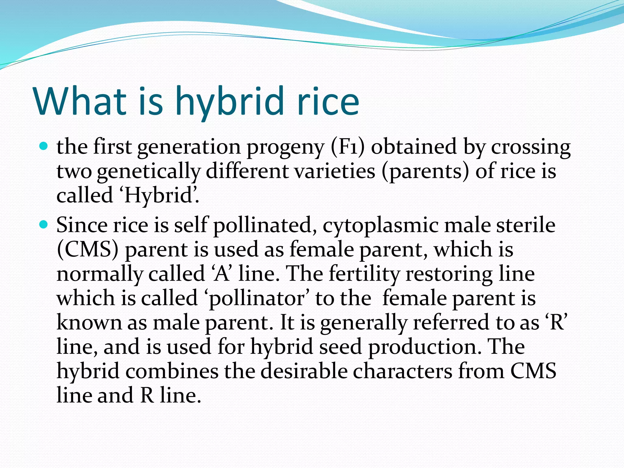 Hybrid rice presentation | PPTX