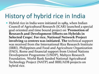 Hybrid rice presentation | PPTX
