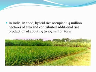 Hybrid rice presentation | PPTX