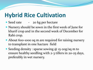 Hybrid rice presentation | PPTX
