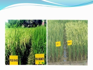 Hybrid rice presentation | PPTX