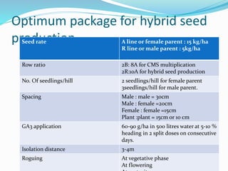 Hybrid rice presentation | PPTX