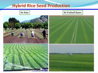 Hybrid rice presentation | PPTX