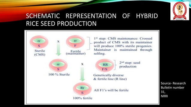 Hybrid Rice seed Production by Dr. Akshay Kumar Vats.pptx