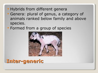 Hybrids | PPT
