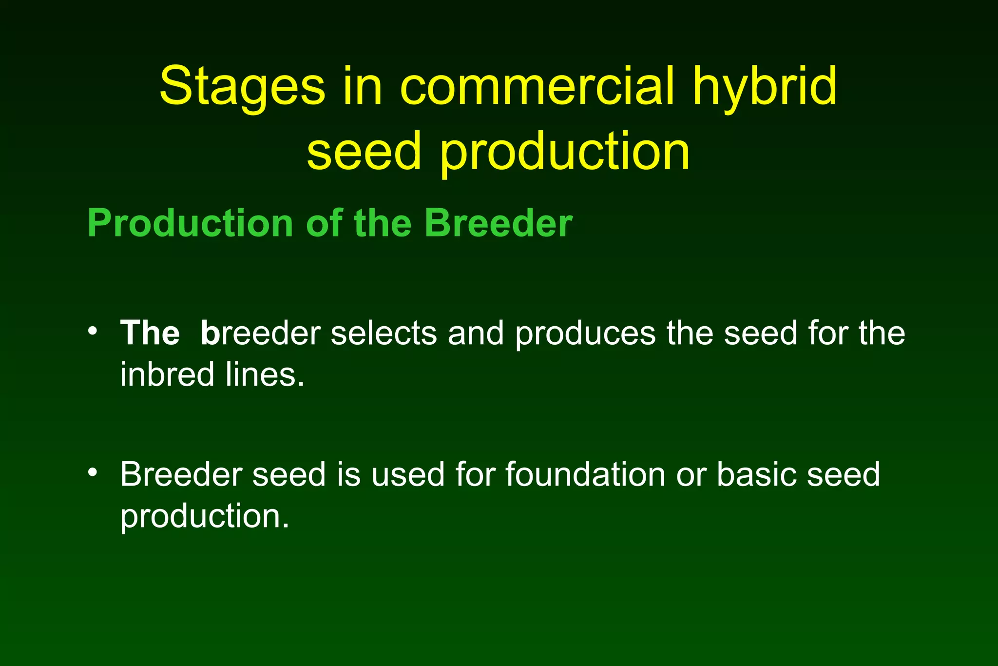 Hybrid Maize seed Production | PPT