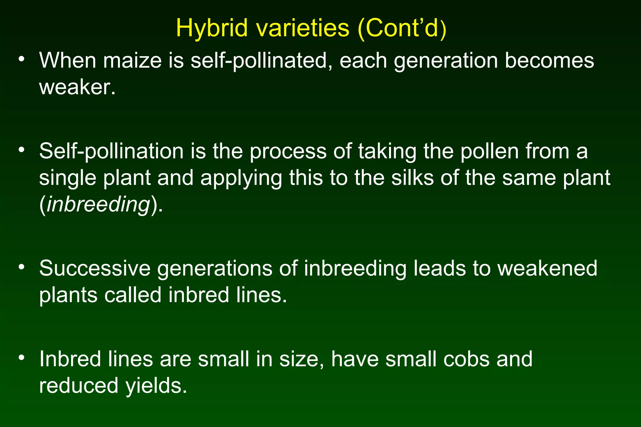 Hybrid Maize seed Production | PPT