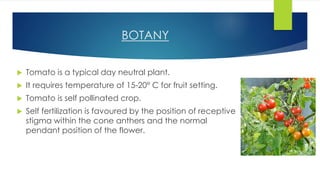Hybrid Seed Production of Tomato | PPTX