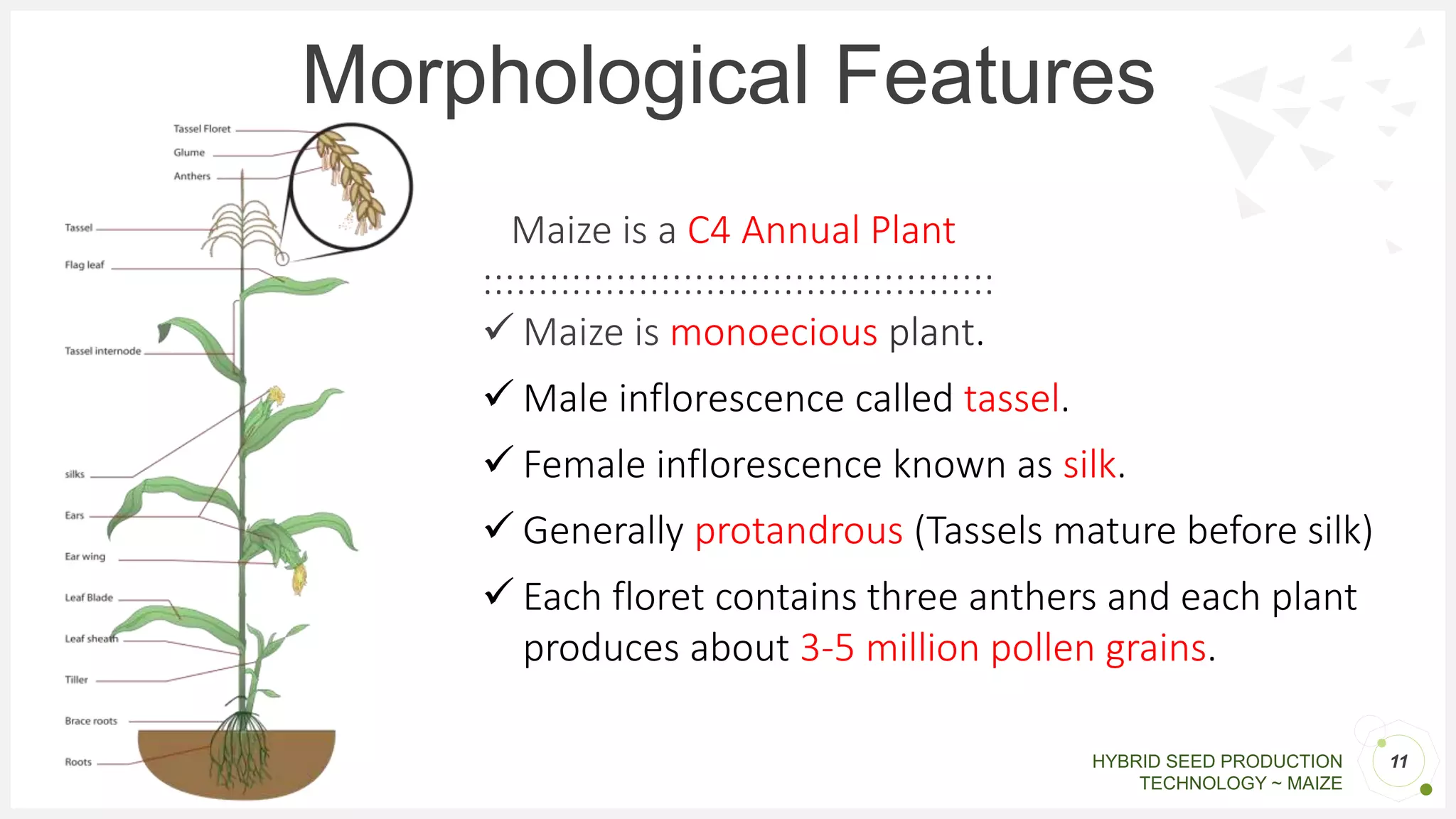Hybrid seed prodroduction~Maize.pptx