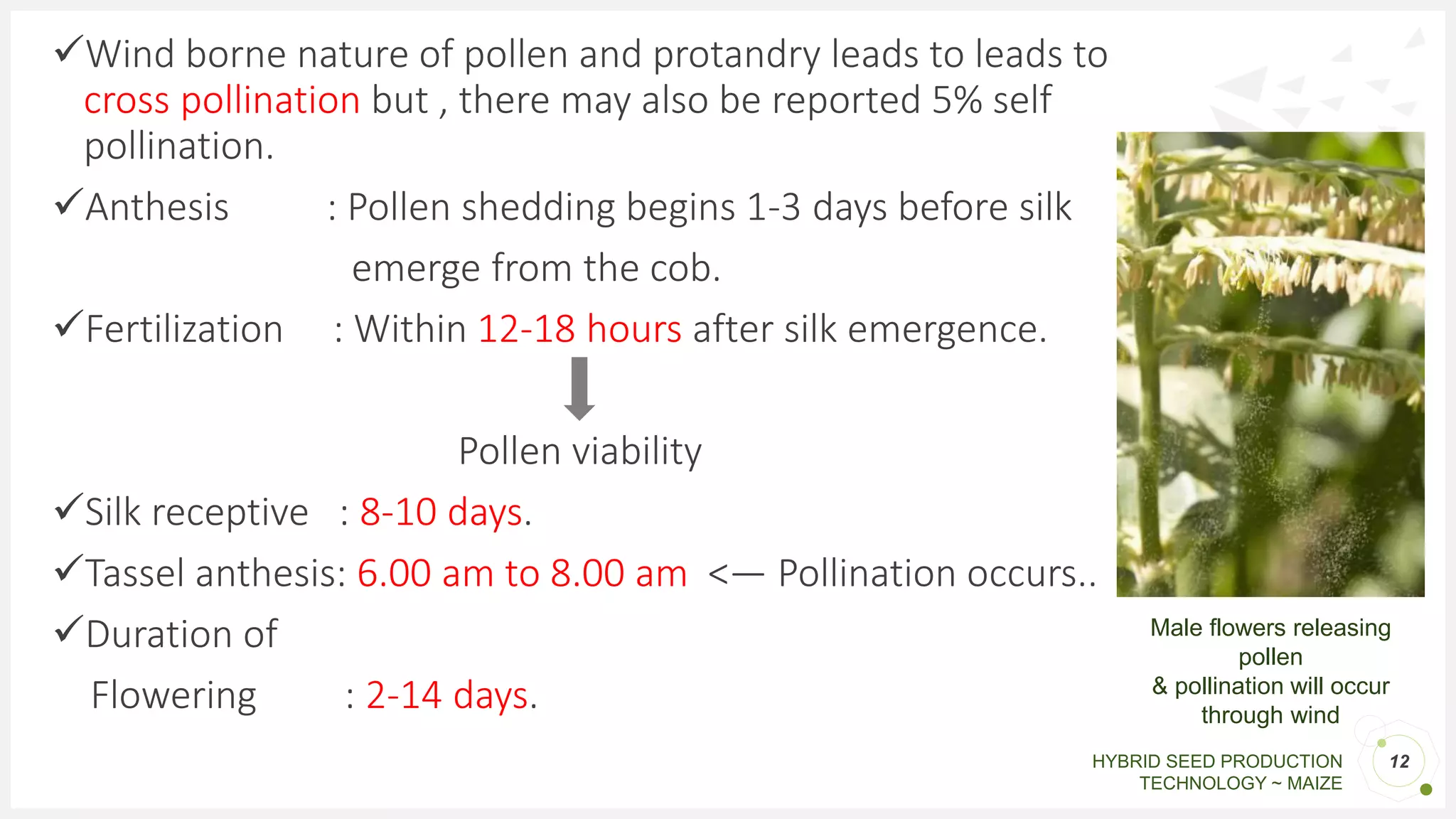 Hybrid seed prodroduction~Maize.pptx