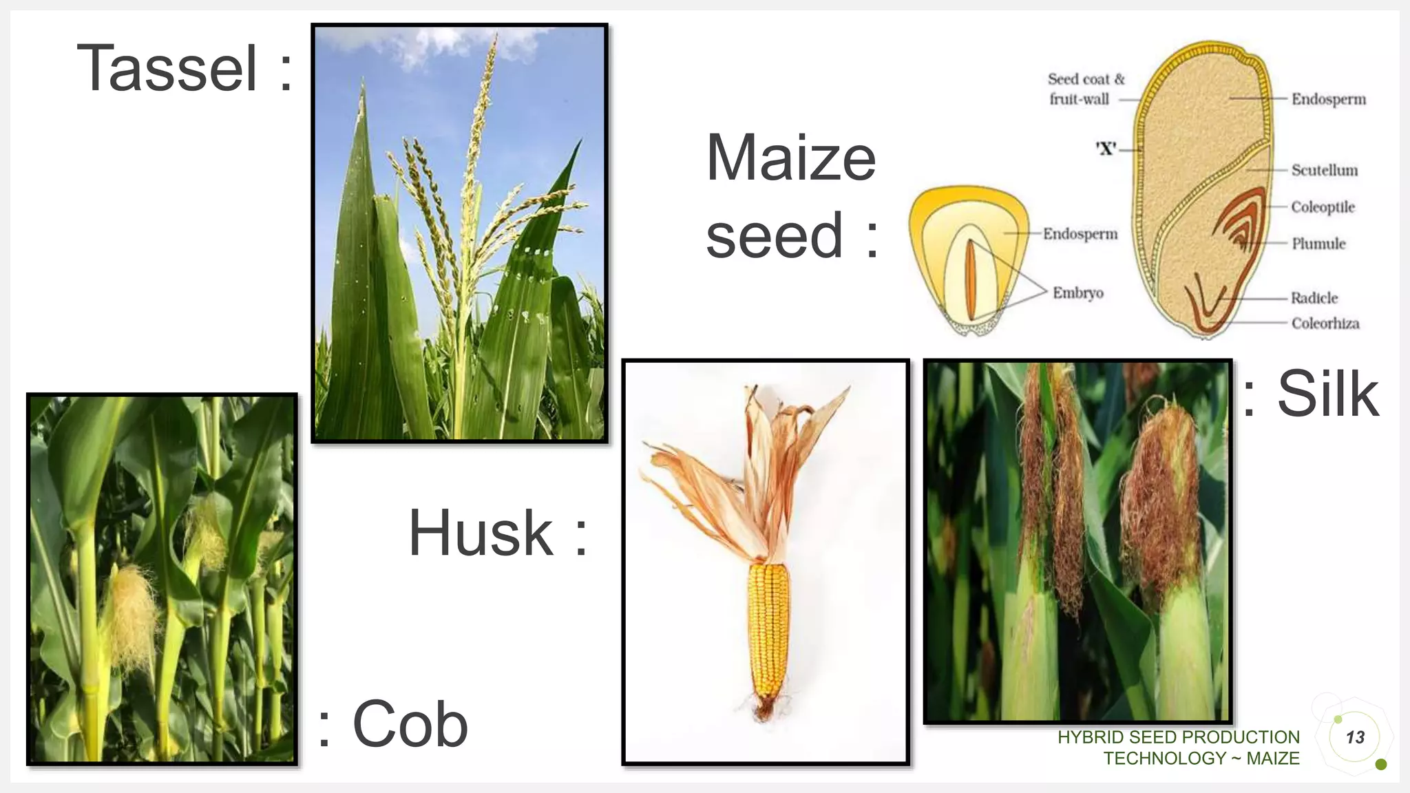 Hybrid seed prodroduction~Maize.pptx