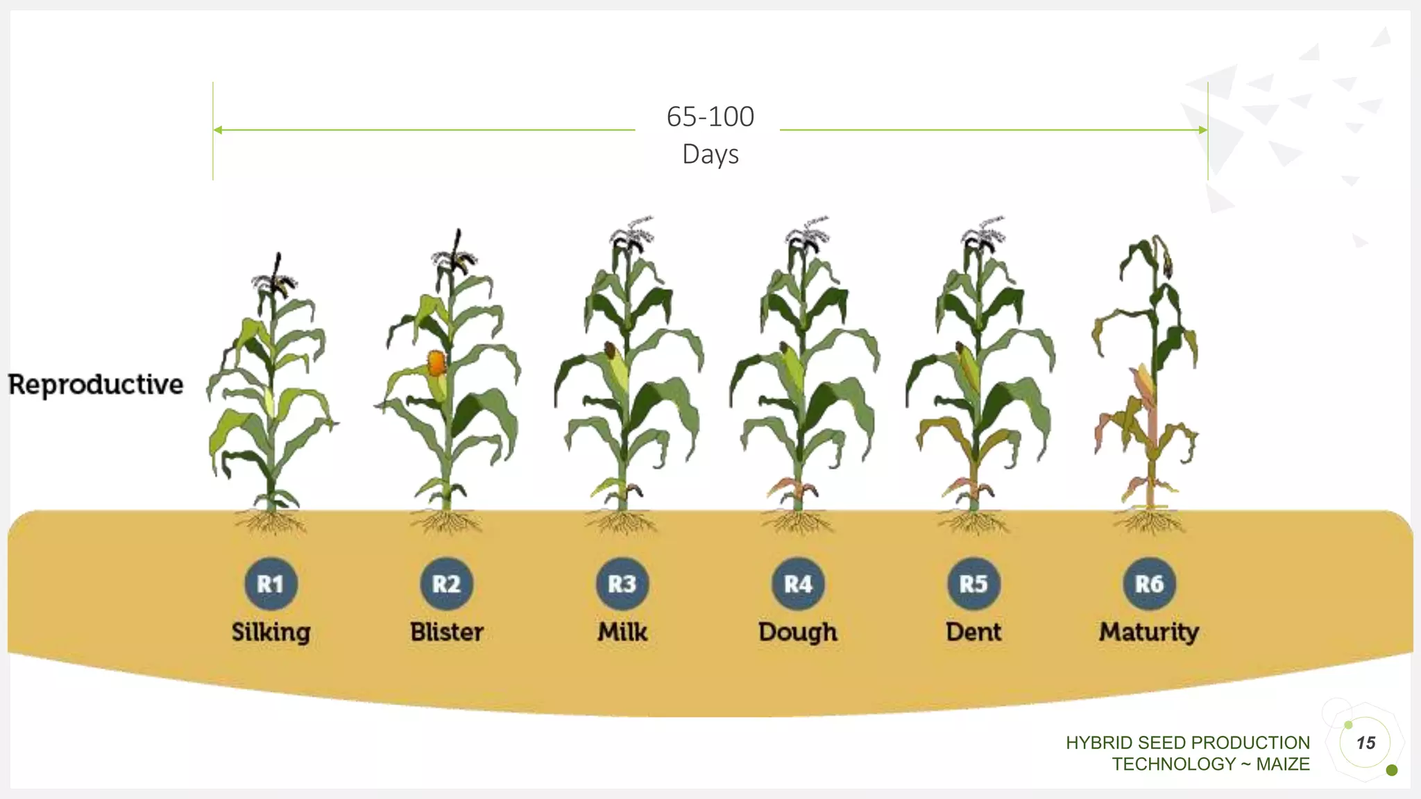 Hybrid seed prodroduction~Maize.pptx
