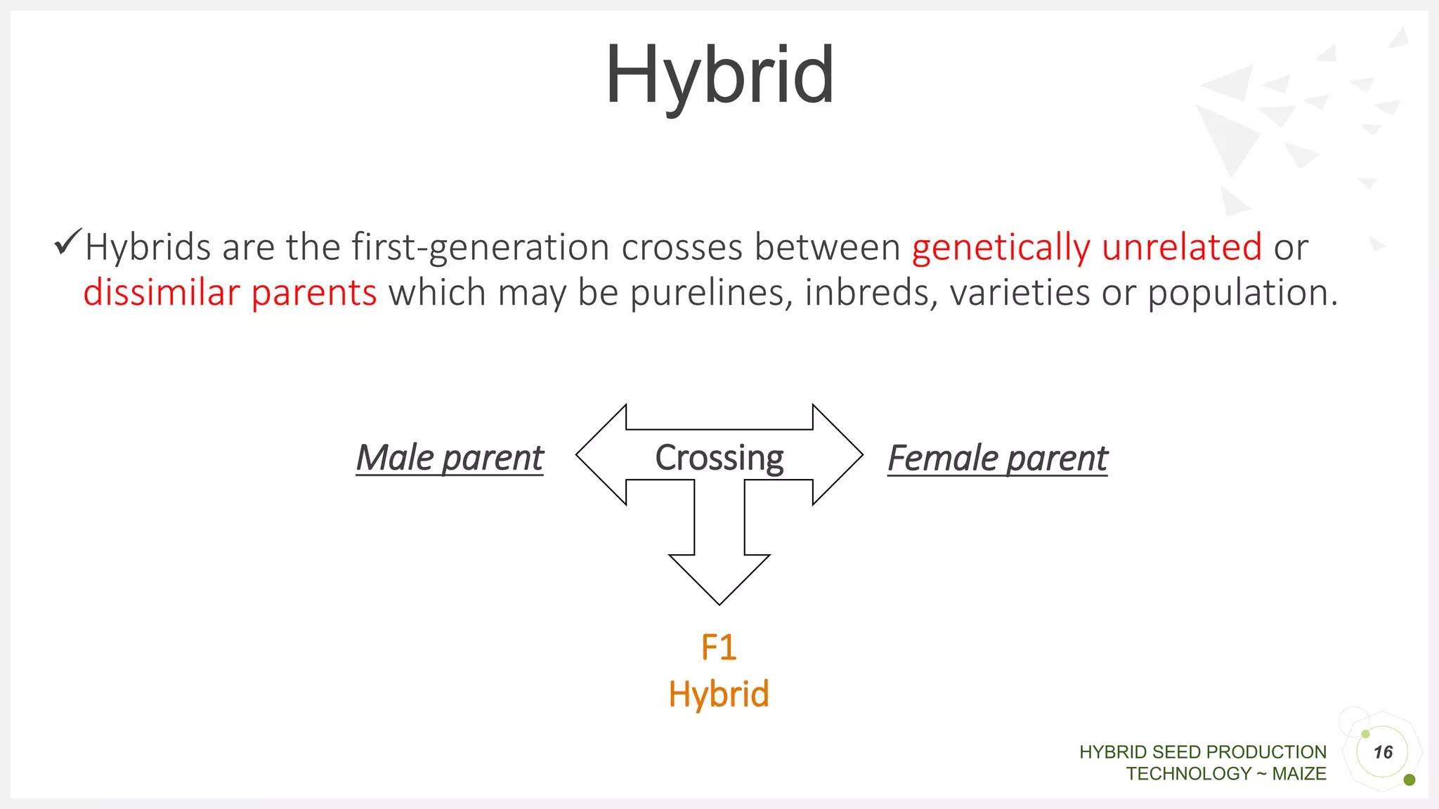 Hybrid seed prodroduction~Maize.pptx