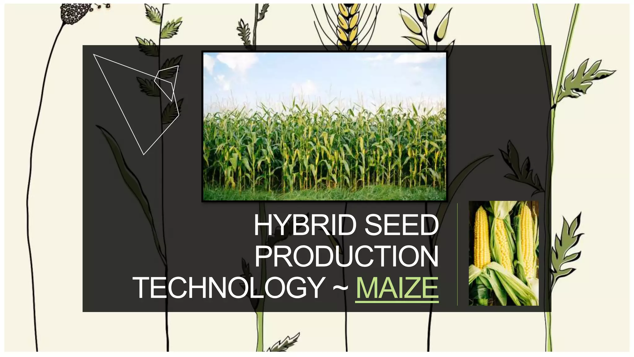 Hybrid seed prodroduction~Maize.pptx