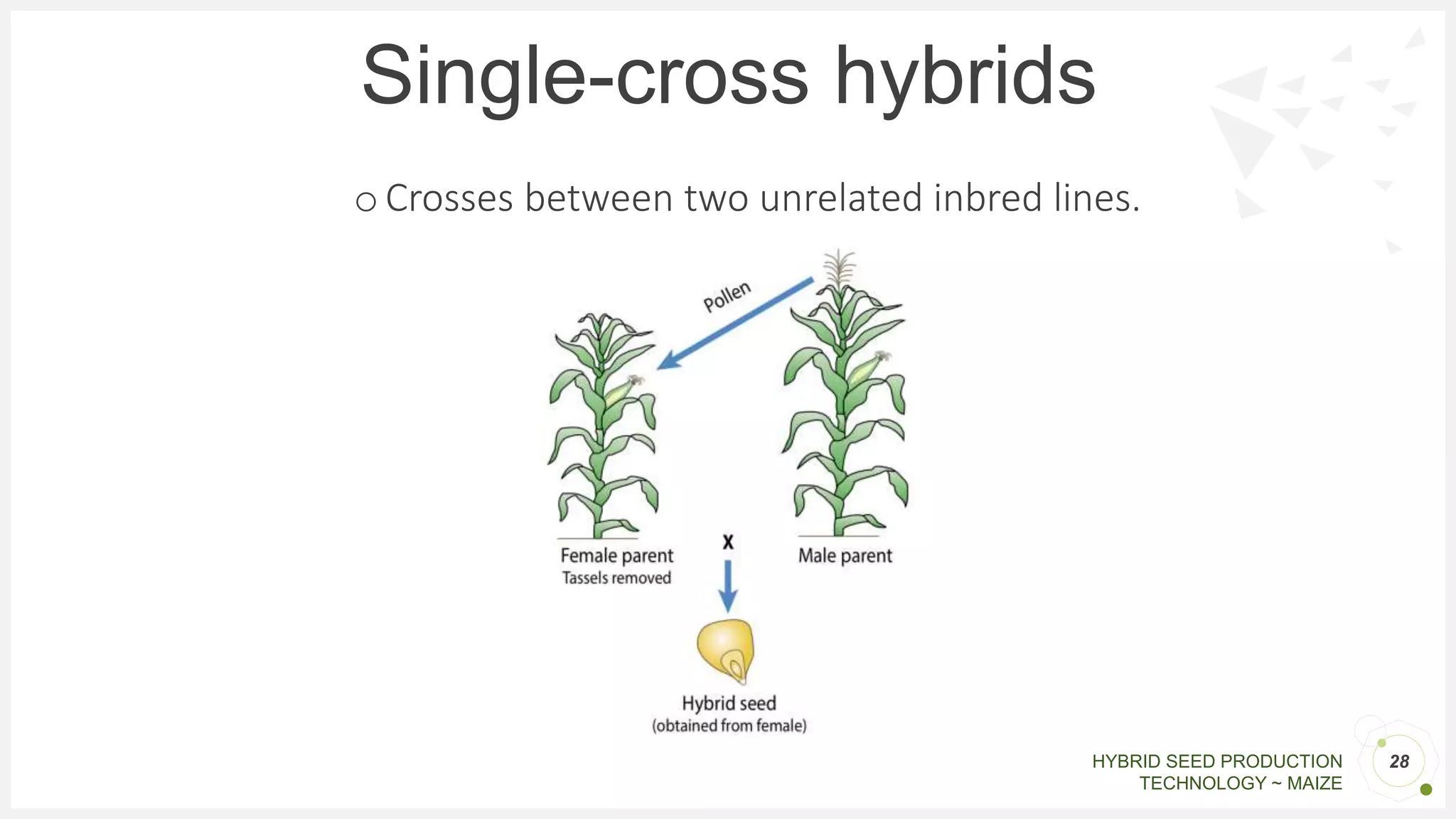 Hybrid seed prodroduction~Maize.pptx