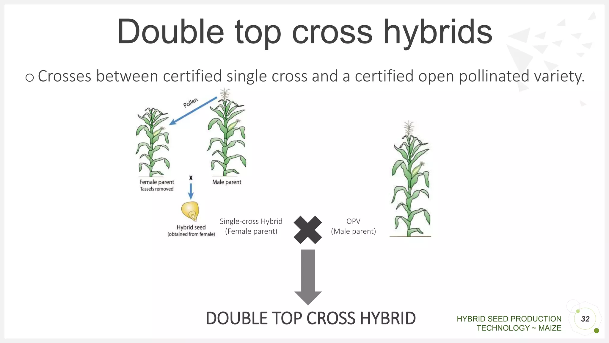 Hybrid seed prodroduction~Maize.pptx