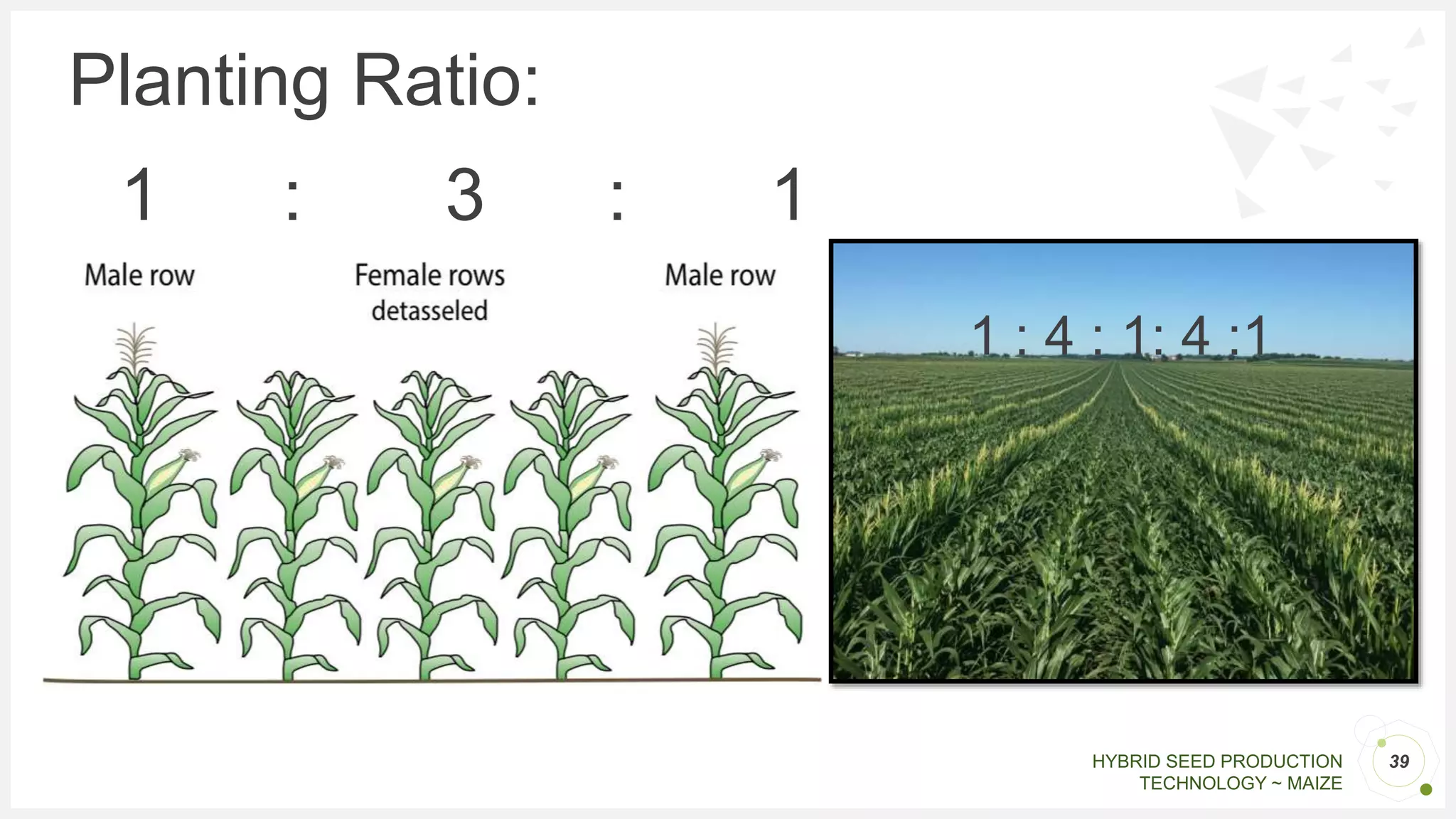 Hybrid seed prodroduction~Maize.pptx