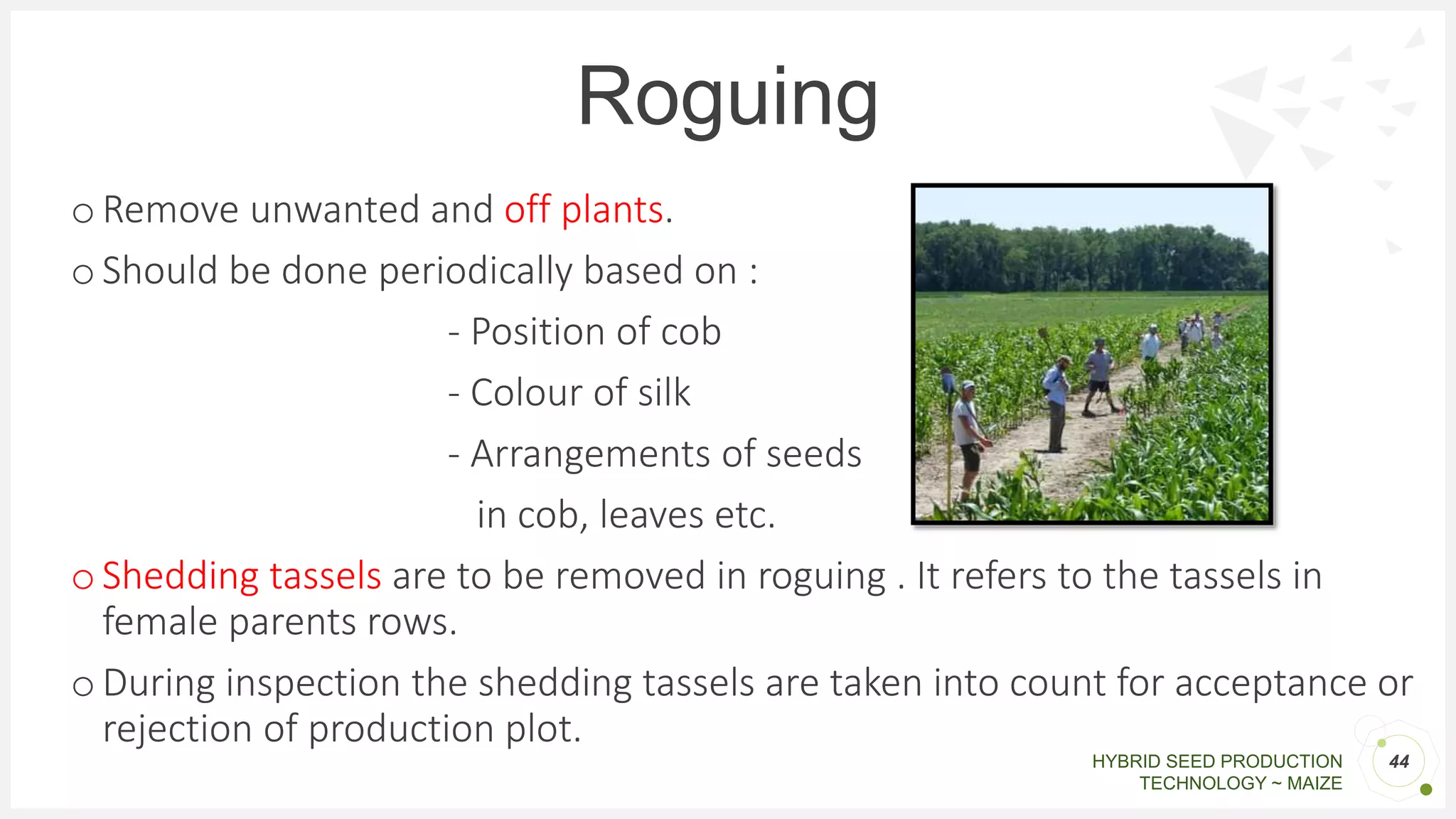 Hybrid seed prodroduction~Maize.pptx