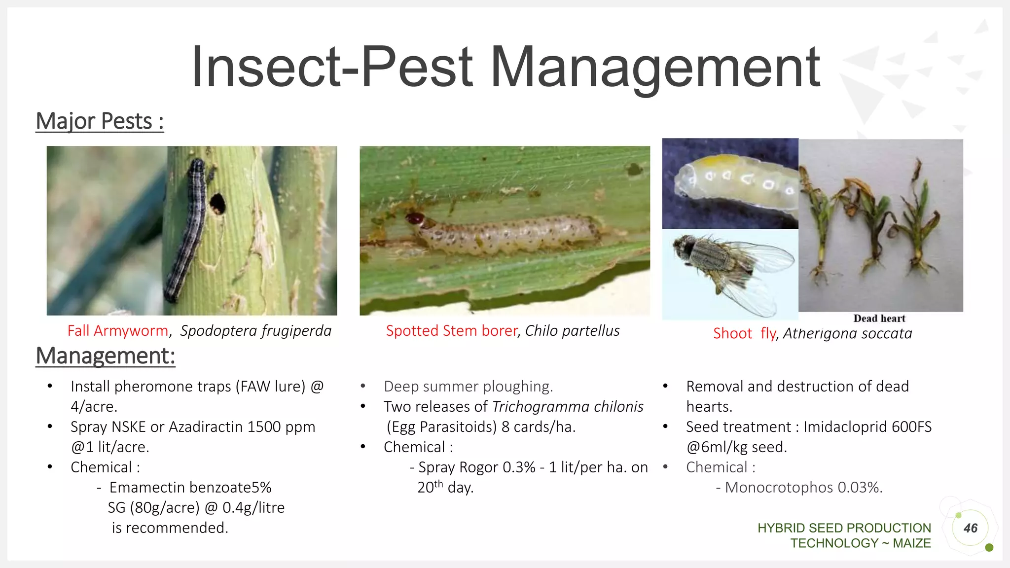 Hybrid seed prodroduction~Maize.pptx