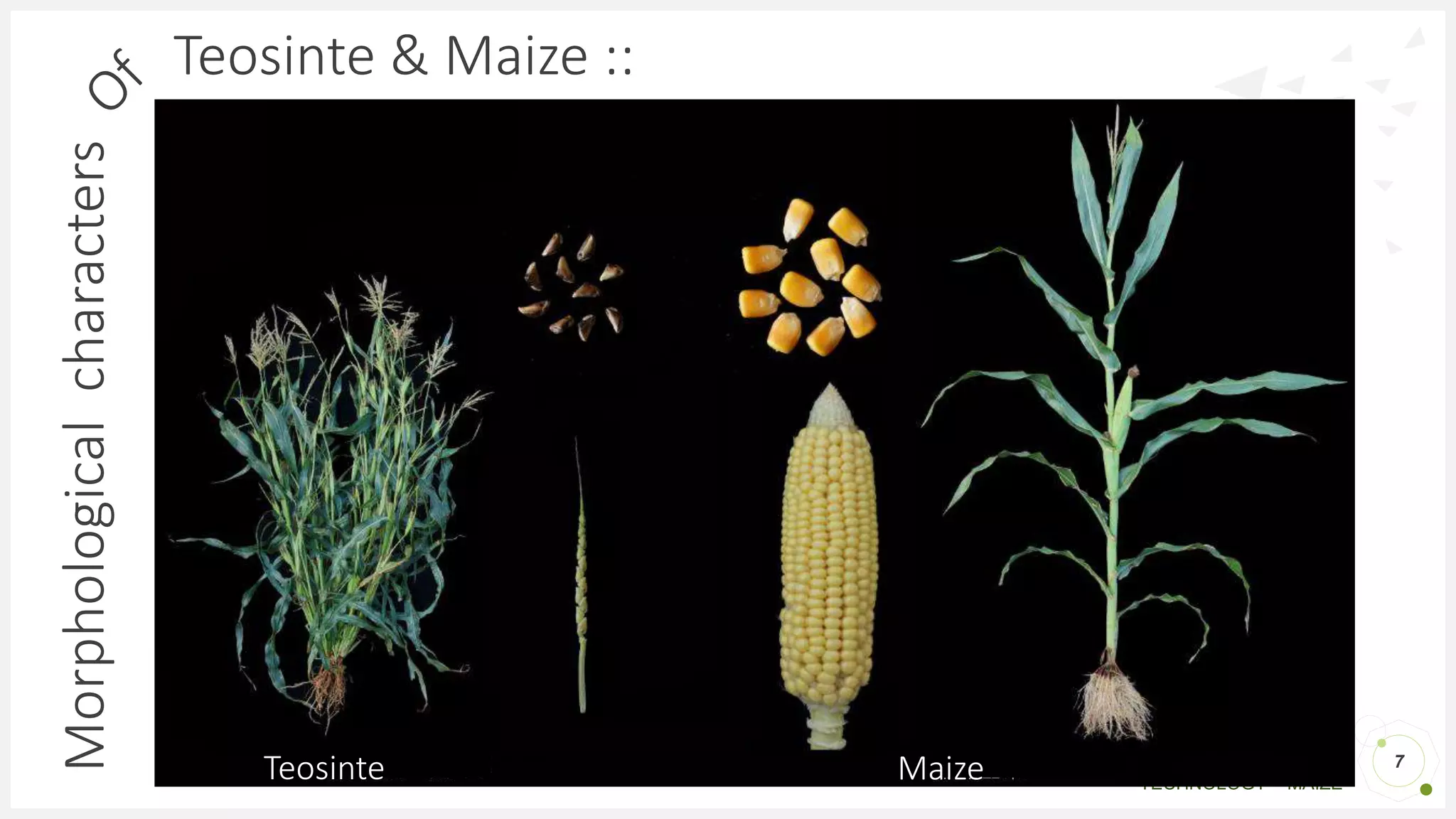 Hybrid seed prodroduction~Maize.pptx