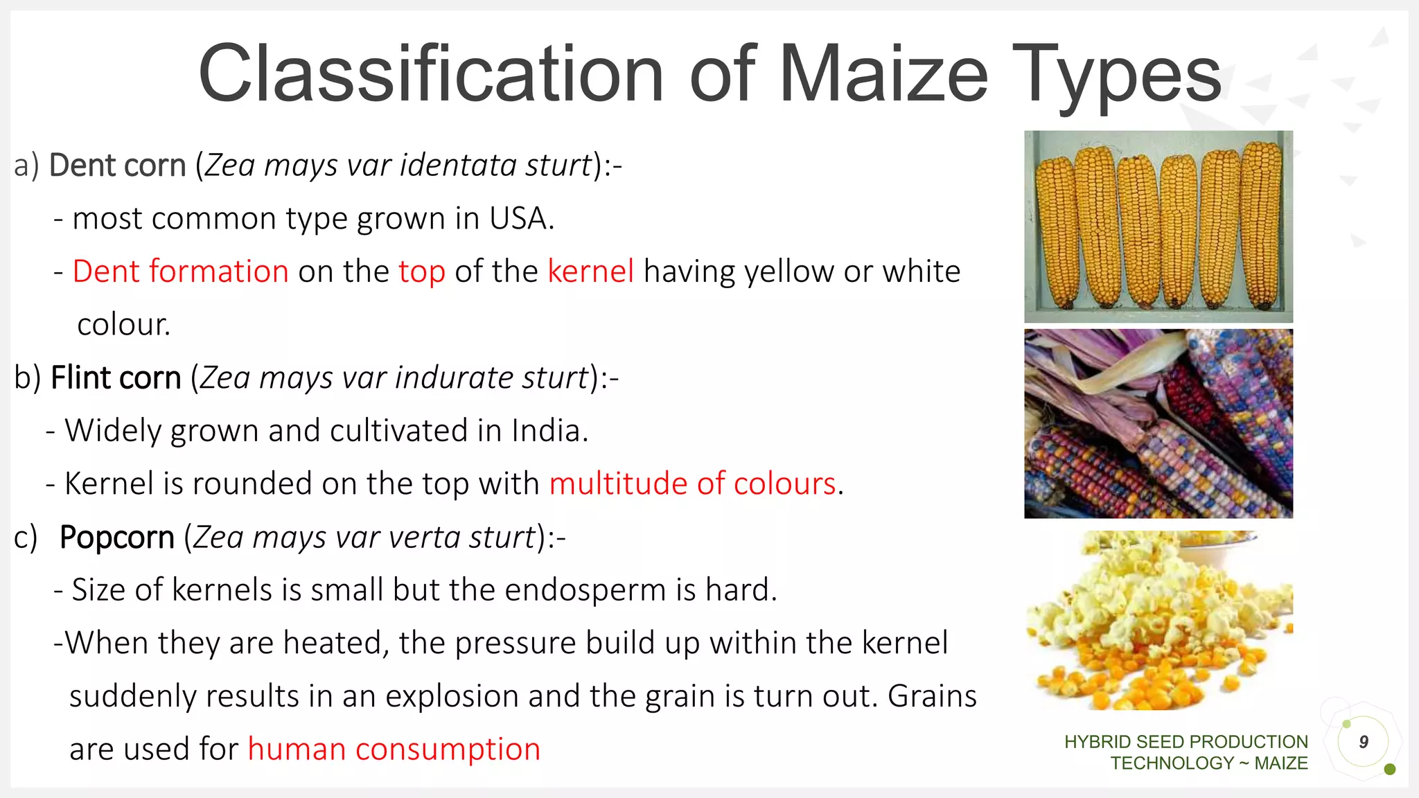 Hybrid seed prodroduction~Maize.pptx