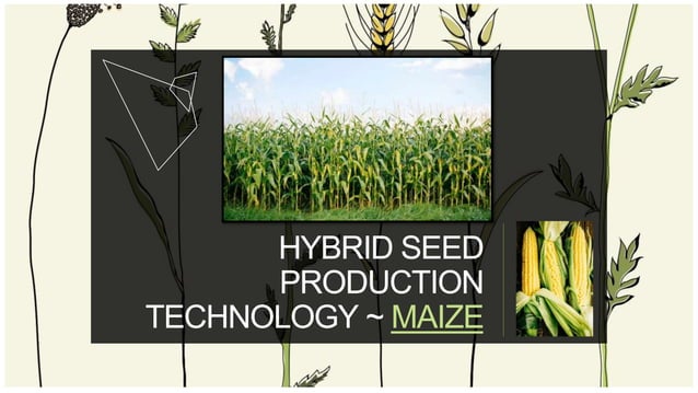 Hybrid seed prodroduction~Maize.pptx