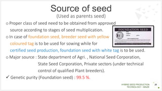 Hybrid seed prodroduction~Maize.pptx