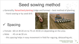 Hybrid seed prodroduction~Maize.pptx